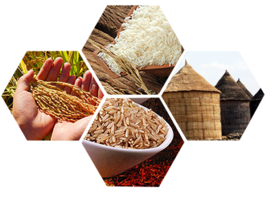 About Rice – Pak Agri Commodities Int’l
